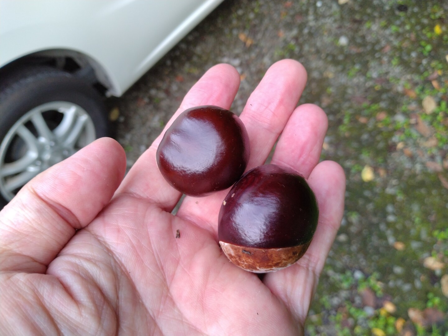 小木津山(栃の実) / type52さんの日立アルプストレイル・神峯山の活動データ | YAMAP / ヤマップ