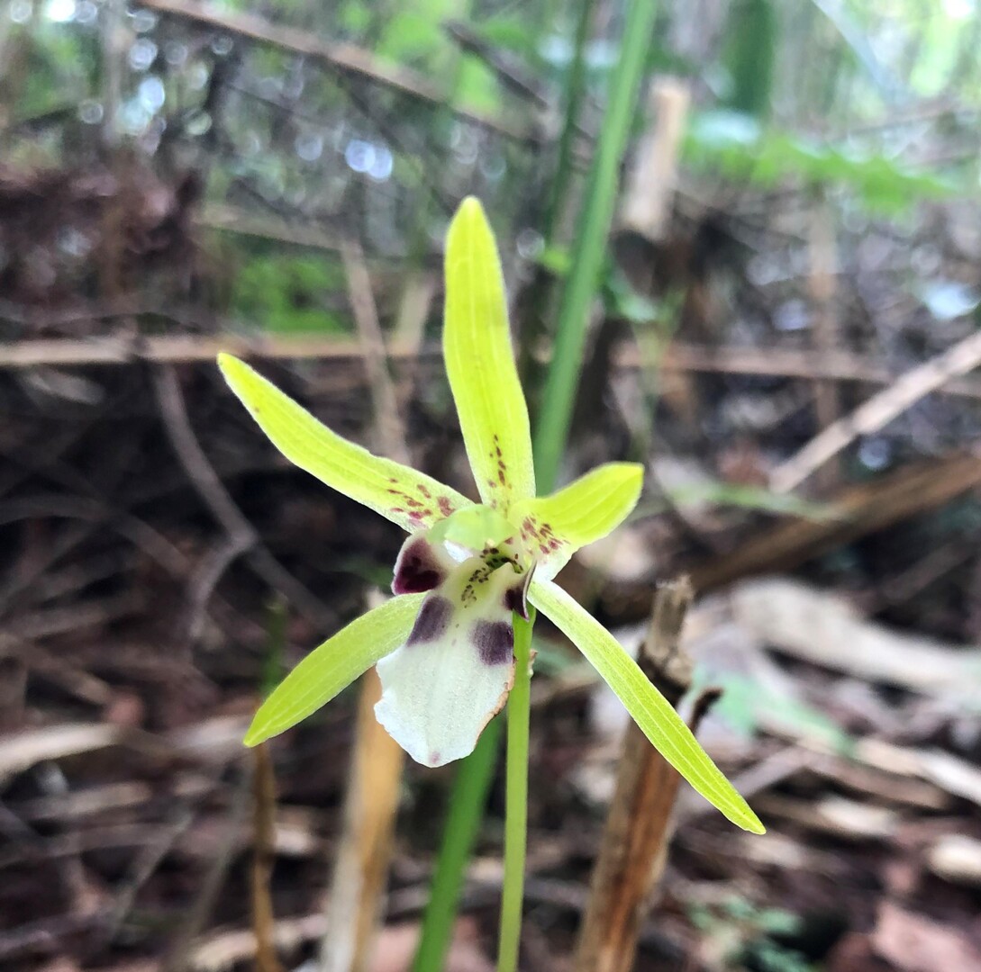 恵那山 / victorioさんの恵那山・大判山・神坂山の活動データ | YAMAP / ヤマップ