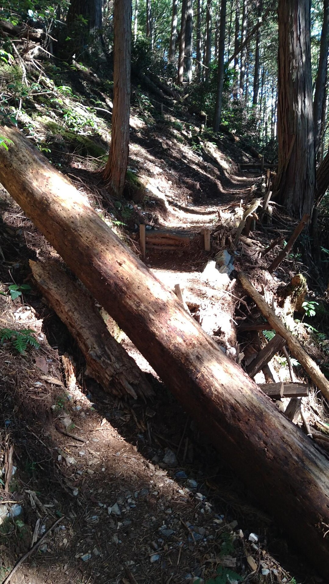 minyayonさんの投稿したフィールドメモ | YAMAP / ヤマップ