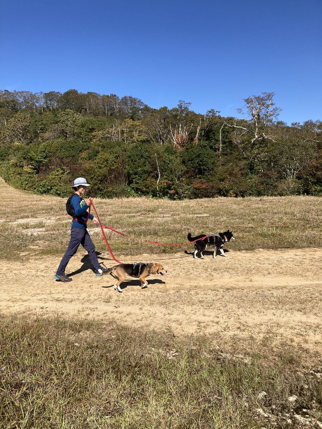 流葉山 / 山旅犬🐶ロマチッチ lomachicciさんの流葉山の活動データ | YAMAP / ヤマップ