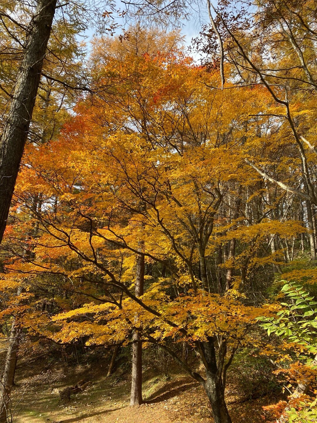 西ノ物見・霊山（東ノ物見） / kung-fuさんの霊山の活動データ | YAMAP / ヤマップ