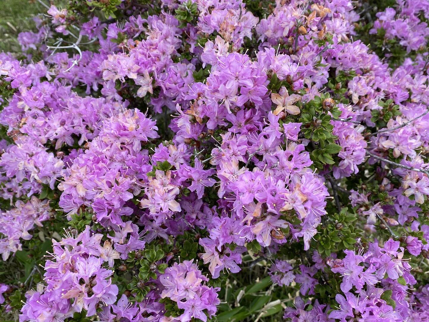 くじゅう17サミッツ 1day / cormorant chinookさんの九重山（久住山）・大船山・星生山の活動日記 | YAMAP / ヤマップ