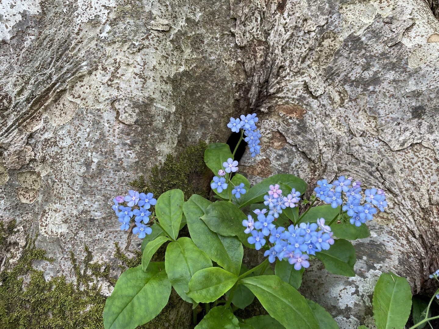 荒倉山 / Ku-2さんの高館山・荒倉山の活動データ | YAMAP / ヤマップ