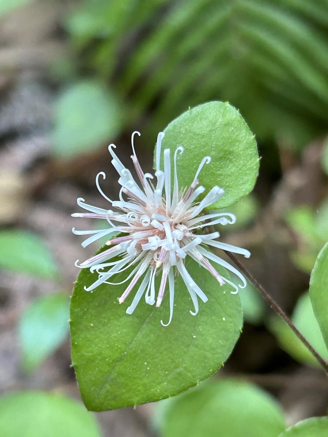 山友さん情報で近場のお山へ🎶 ある日の... / 💖🐰Roco🐰💖さんのモーメント | YAMAP / ヤマップ