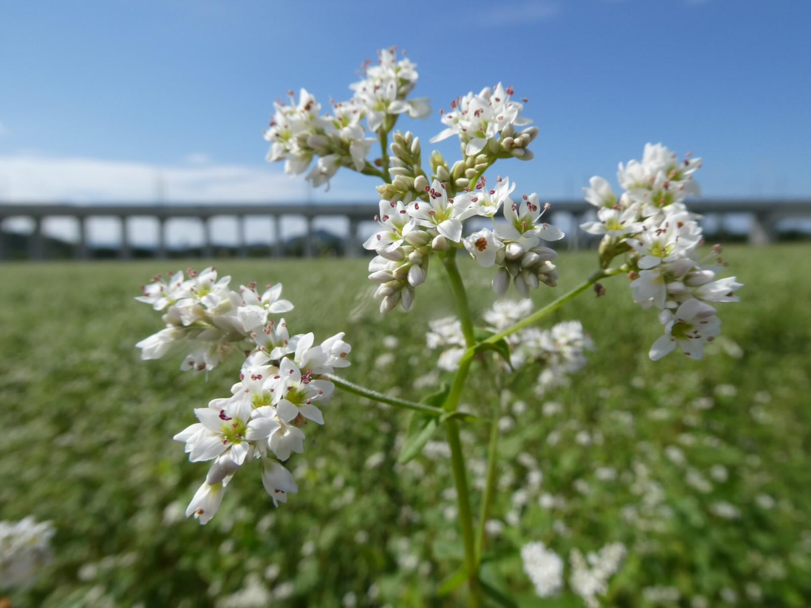 文殊山(R7-13) / Ichiさんの文殊山の活動データ | YAMAP / ヤマップ
