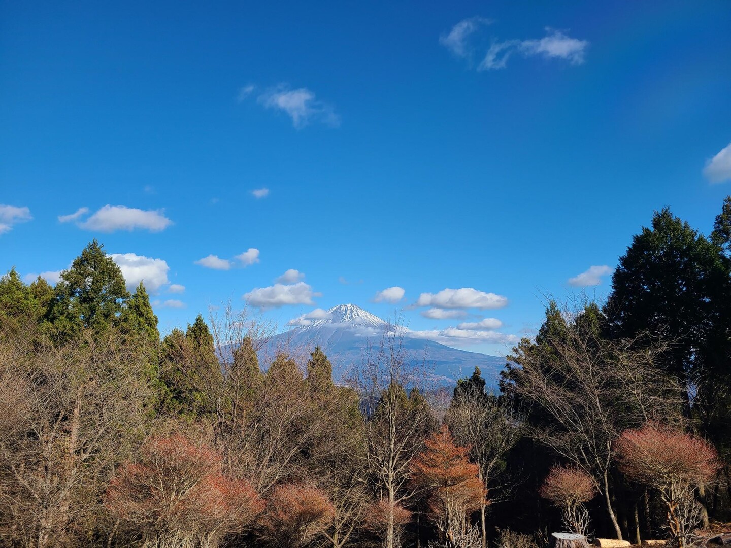 思親山⛰️ / miaさんの思親山・三石山の活動データ | YAMAP / ヤマップ