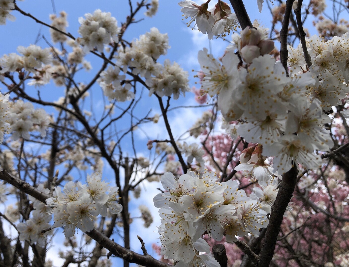 岩尾山 - 石峰山 - 高塔山 / Ascaさんの石峰山・高塔山の活動データ | YAMAP / ヤマップ