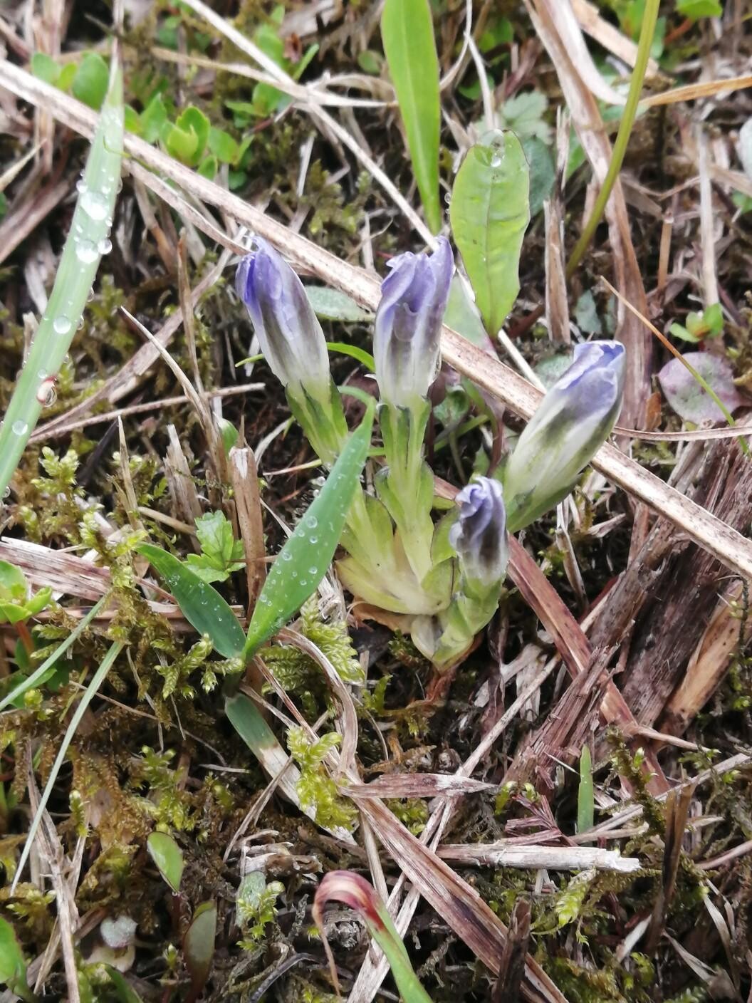 雨の俵山 / TK-1111さんの俵山・冠ヶ岳・清栄山の活動データ | YAMAP / ヤマップ