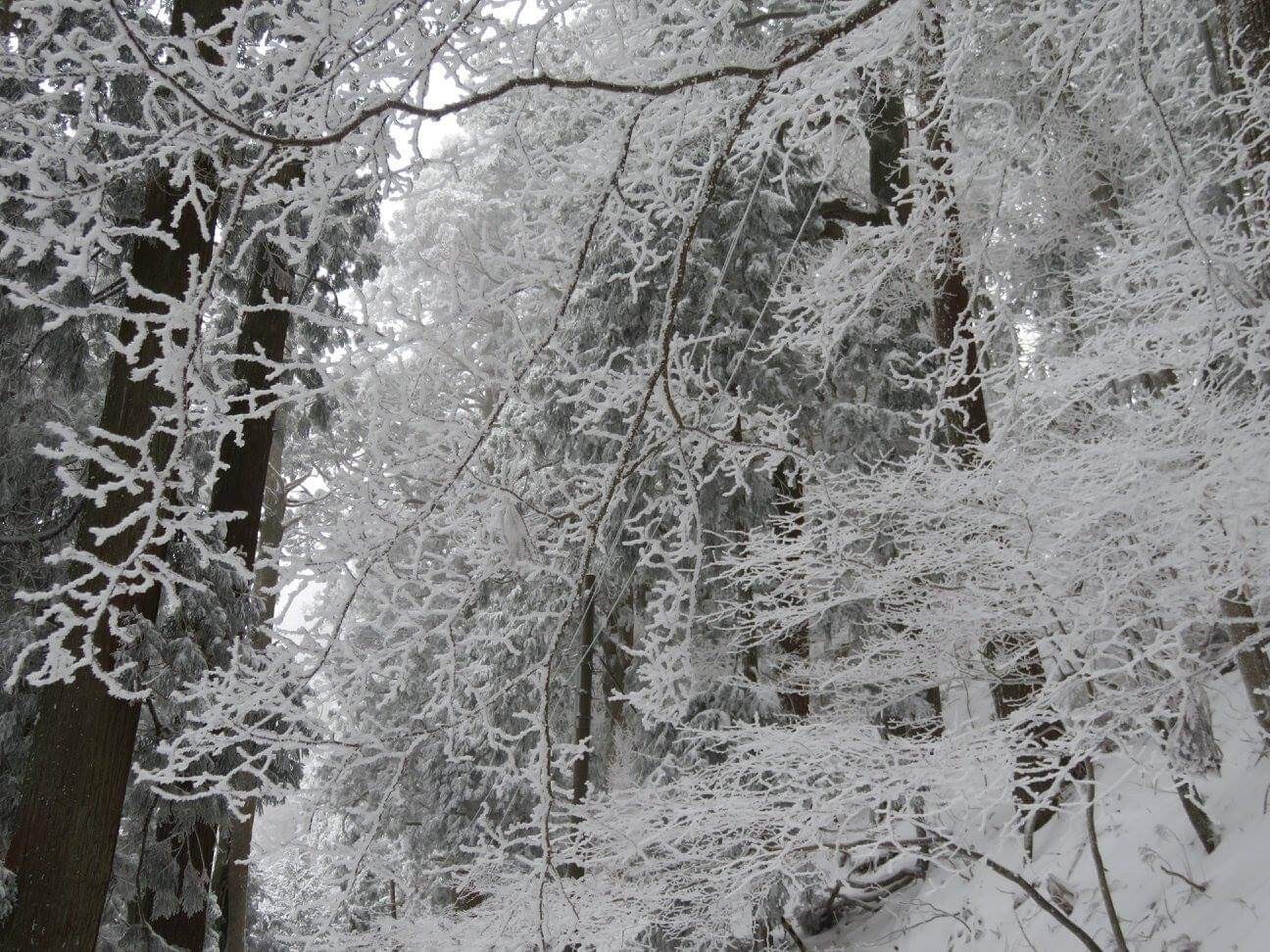 🎵 参道の樹氷遥かな愛宕山 悟空 / kyoyamaさんのモーメント | YAMAP / ヤマップ