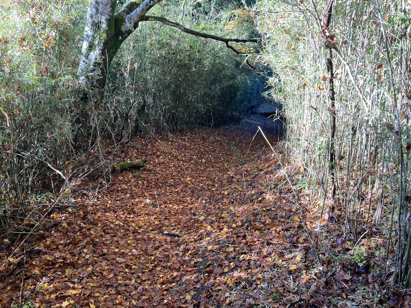 楽しかったガイリーン♩箱根外輪山（左周り） / イケさんの箱根山・神山の活動データ | YAMAP / ヤマップ