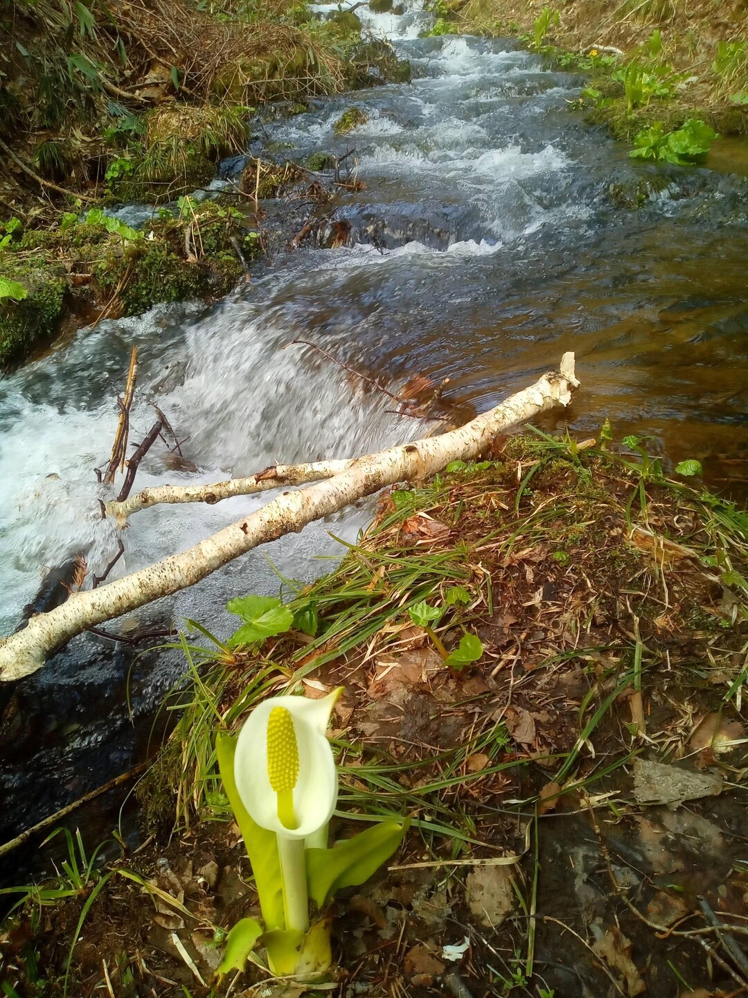 朝里天狗岳・朝里天狗岳 北峰 / kuri panさんの朝里天狗岳の活動データ | YAMAP / ヤマップ