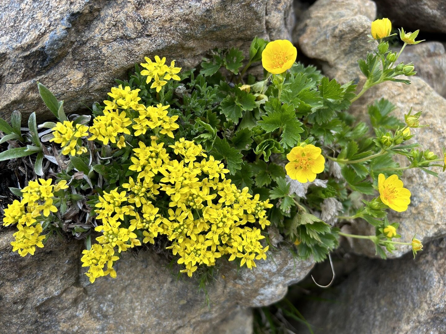 早池峰山 / kaizaさんの早池峰山・薬師岳・鶏頭山の活動日記 | YAMAP / ヤマップ