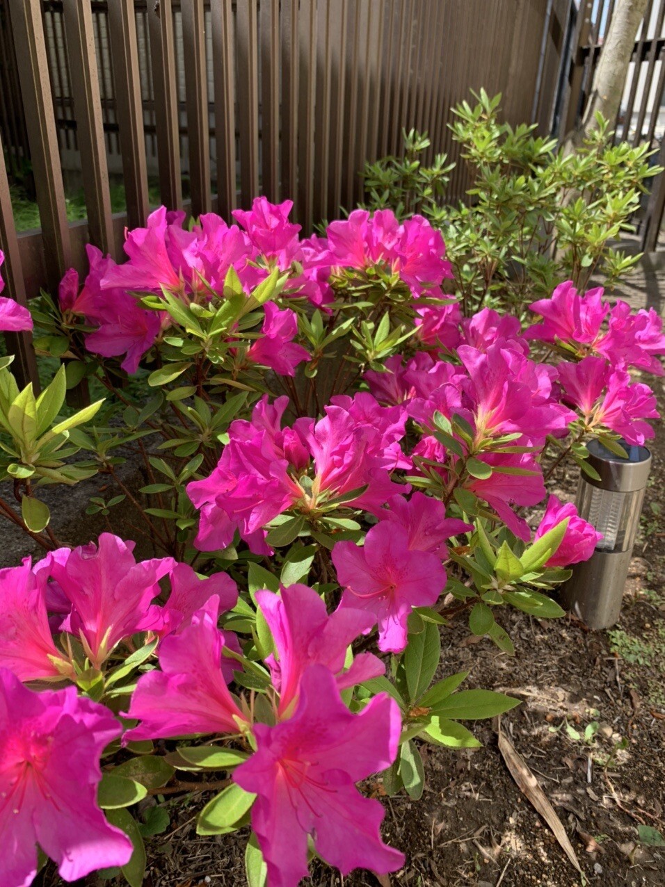 1年前に庭に植えたツツジとサツキが5株中... / masaさんのモーメント | YAMAP / ヤマップ