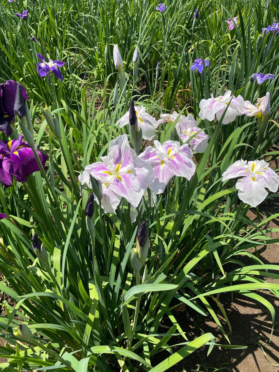 小鹿山・大将軍山 / masakoさんの小鹿山の活動データ | YAMAP / ヤマップ