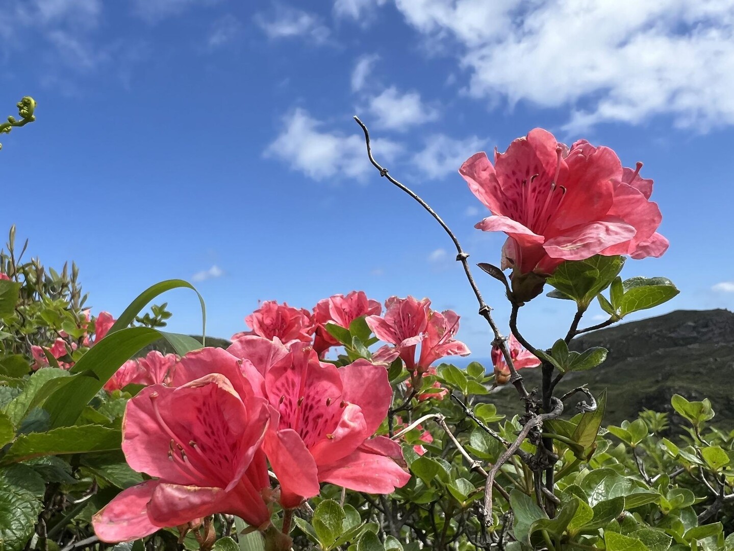 天上山 2024-05-11 / keyさんの天上山・神津島の活動日記 | YAMAP / ヤマップ