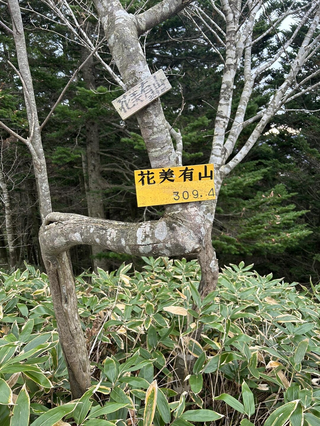 花美有山・赤須山・姨失山 / 京ちゃんさんの姨失山の活動データ | YAMAP / ヤマップ