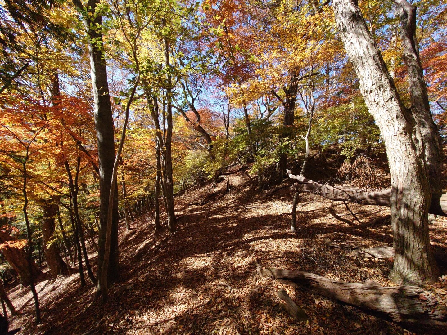 牛ノ寝通り🍁紅葉のトンネル🍁 / Kai.yさんの大菩薩嶺・鶏冠山・大マテイ山の活動データ | YAMAP / ヤマップ