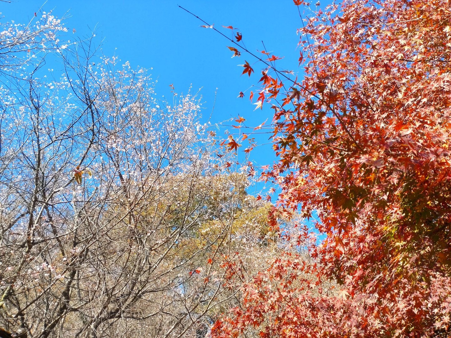 神山・城峯公園 / tuboさんの城峯山・破風山の活動データ | YAMAP / ヤマップ