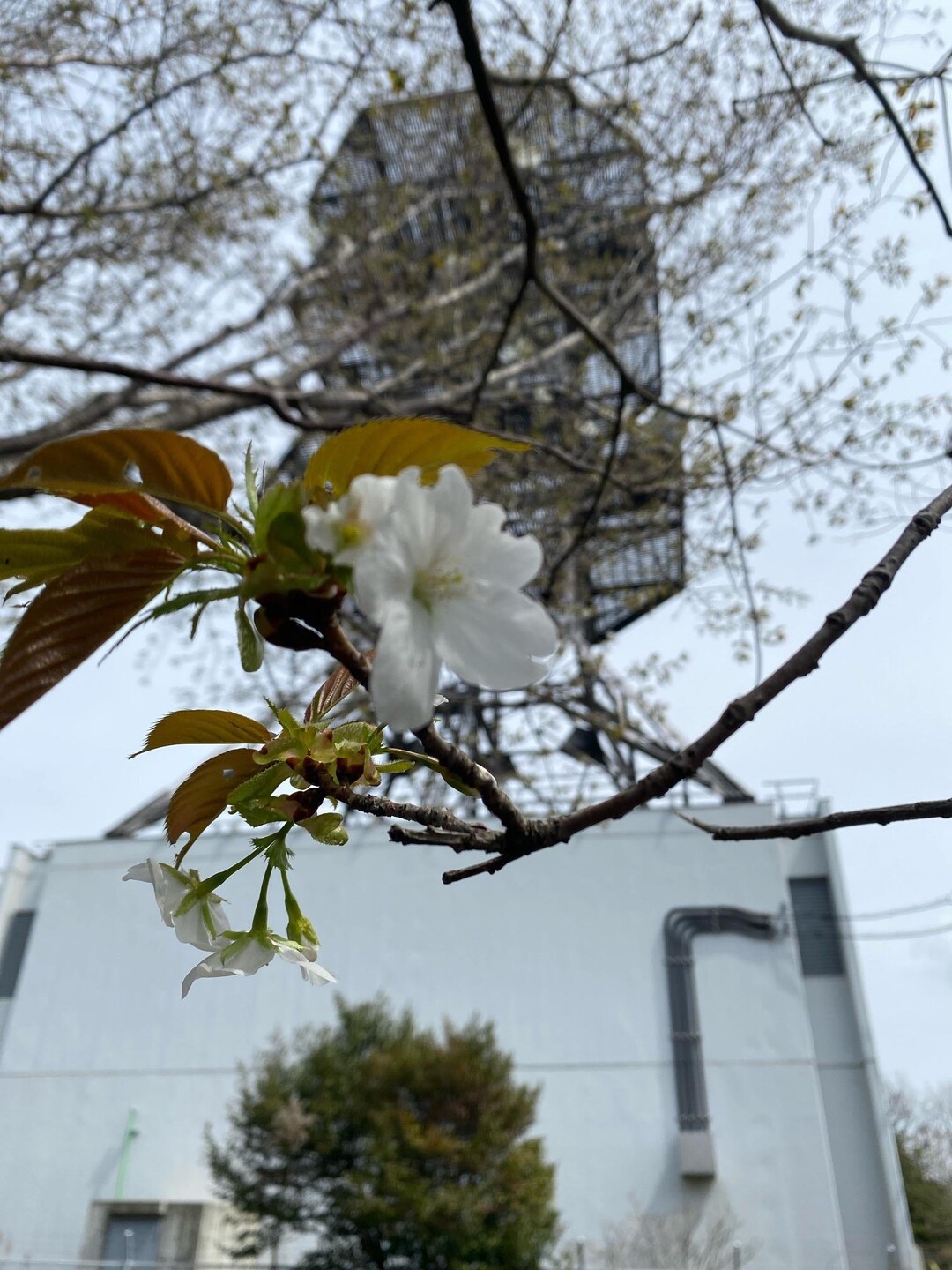 茶臼山 西尾 / Chayaさんの茶臼山・万灯山の活動データ | YAMAP / ヤマップ