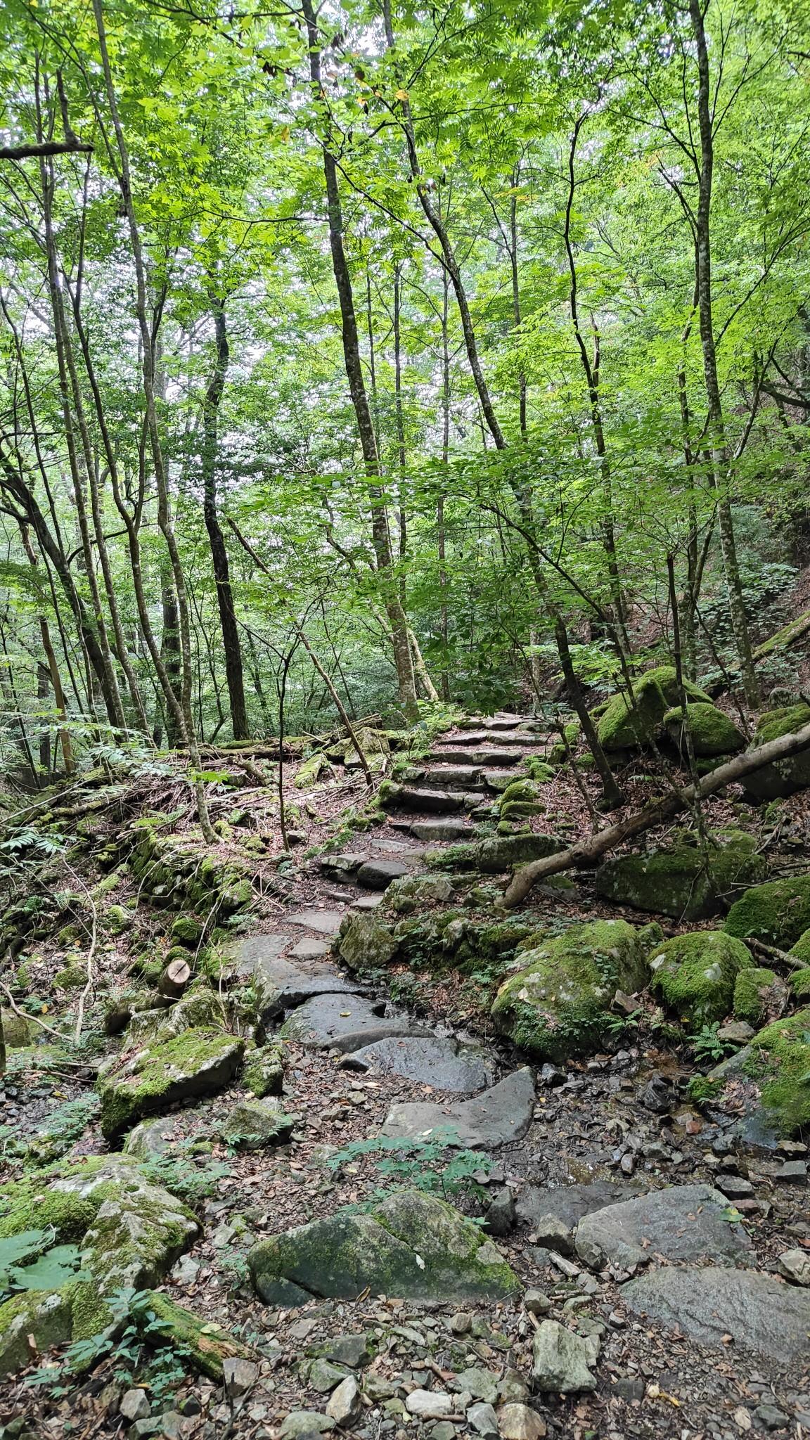 三頭山周回コース（三頭大滝側から） / mioさんの三頭山・槇寄山・土俵岳の活動データ | YAMAP / ヤマップ