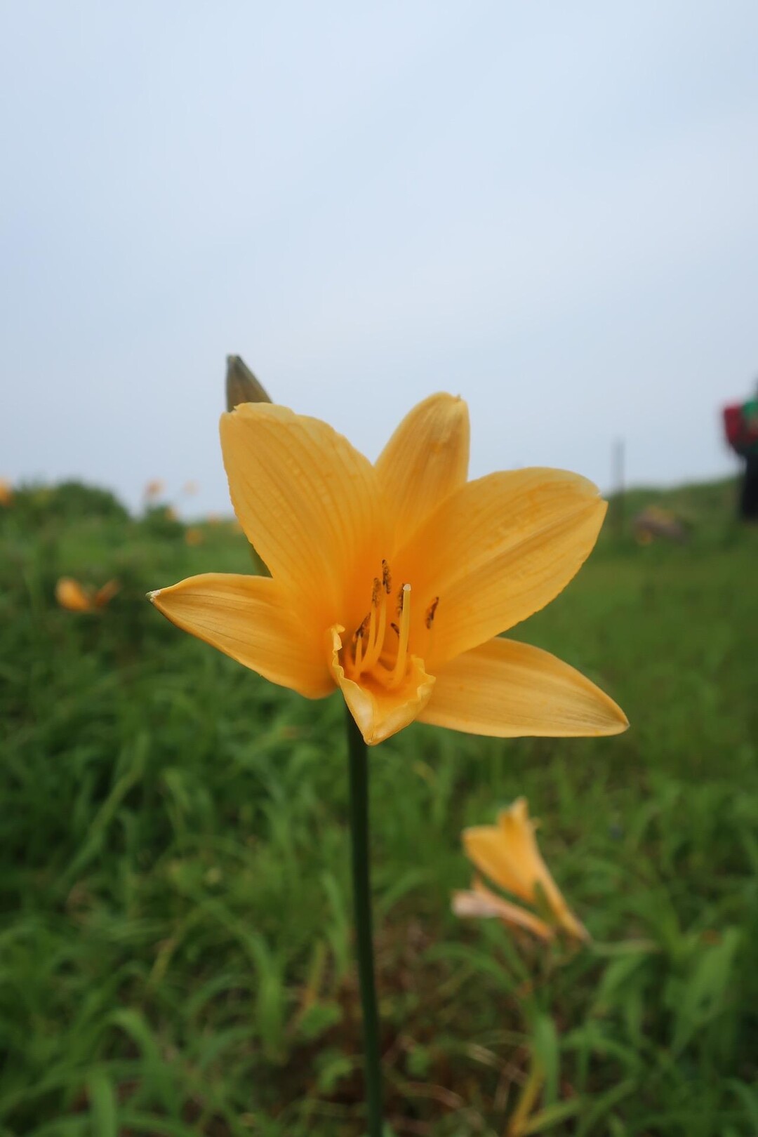 姥ヶ岳・柴灯森・月山 / Jr.さんの月山の活動データ | YAMAP / ヤマップ