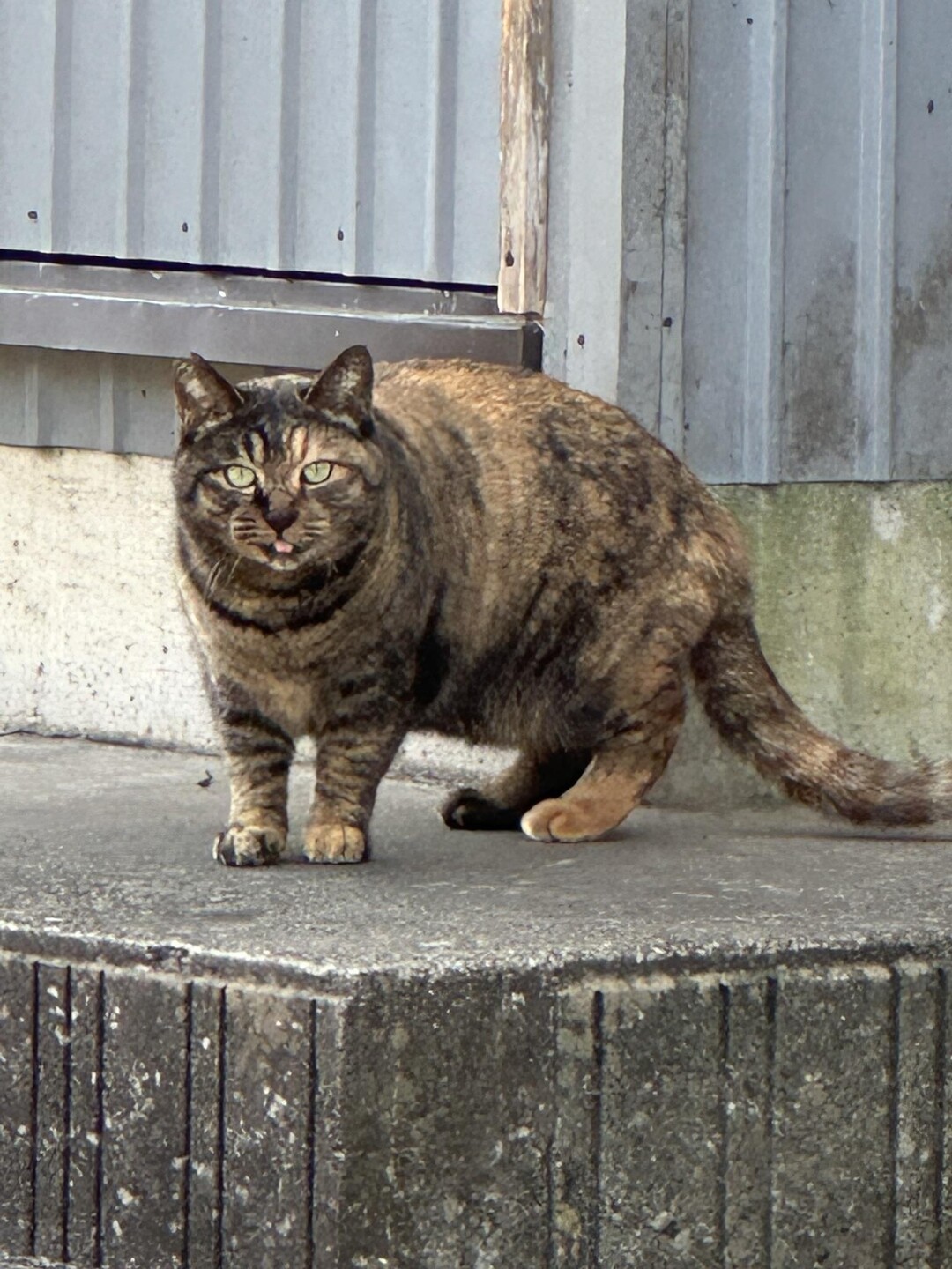 ずっと山行けてねぇっす。 ネコ置いときま... / syunziさんのモーメント | YAMAP / ヤマップ