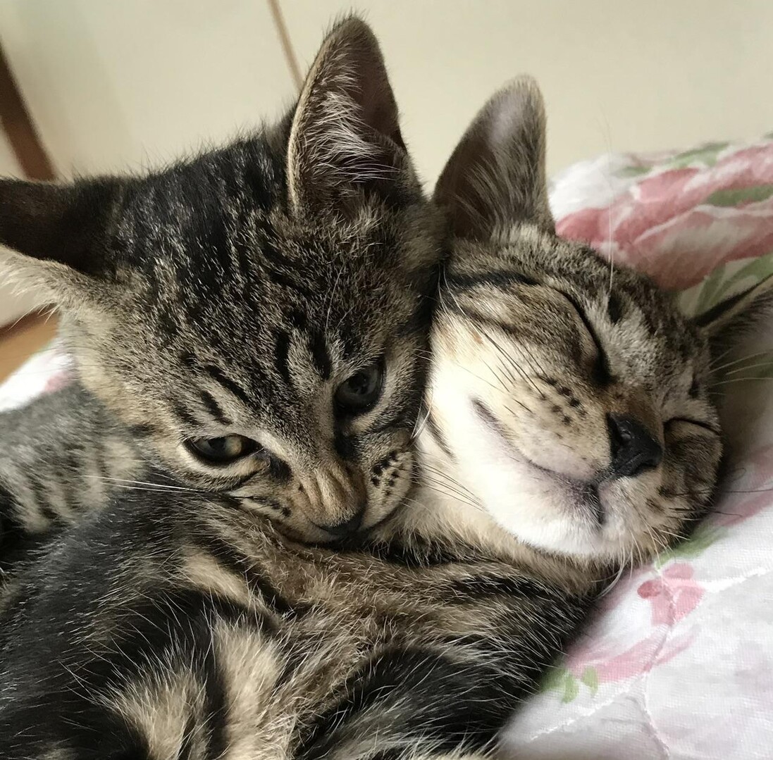 sora.rinのページ | YAMAP / ヤマップ