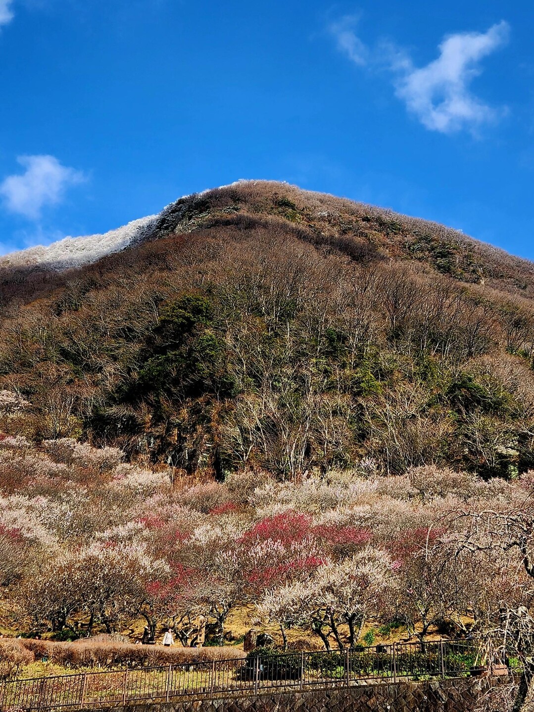 湯河原梅祭り / DAKARAさんのモーメント | YAMAP / ヤマップ