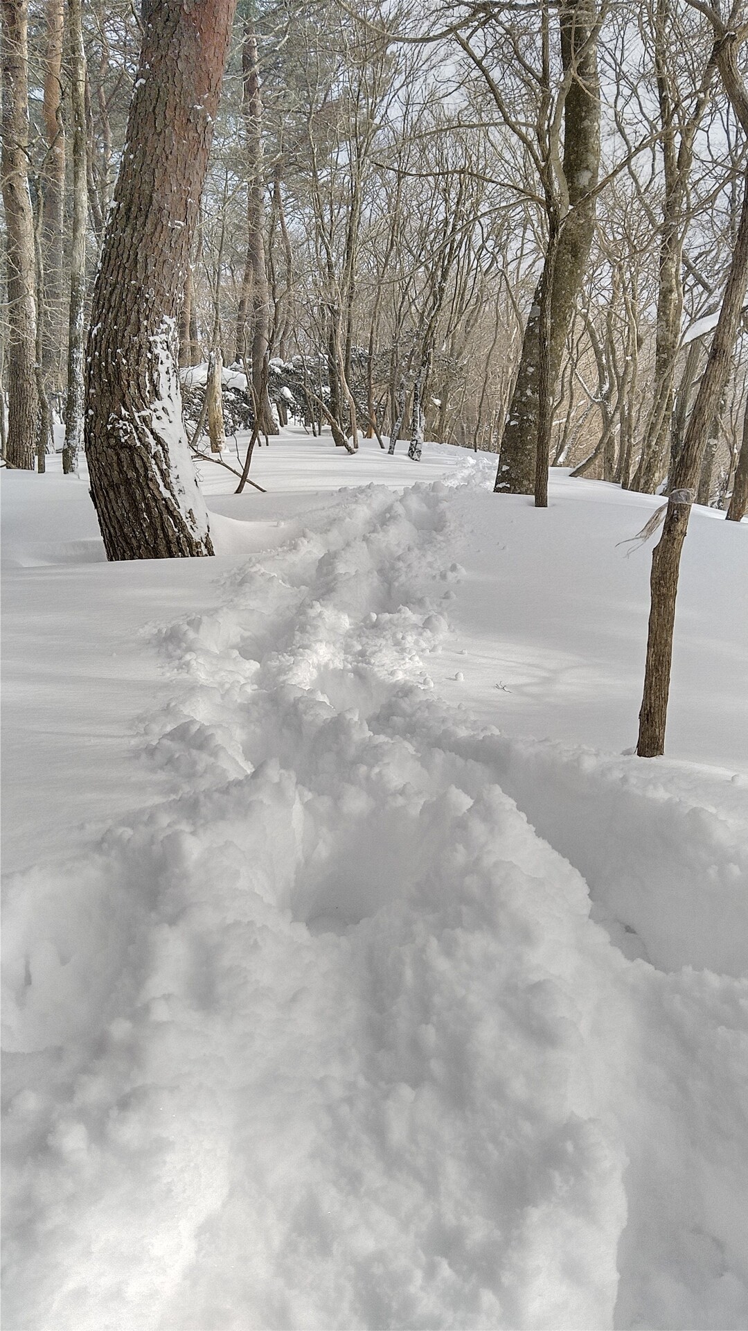 皆子山_西 / R.hondaさんの皆子山の活動データ | YAMAP / ヤマップ