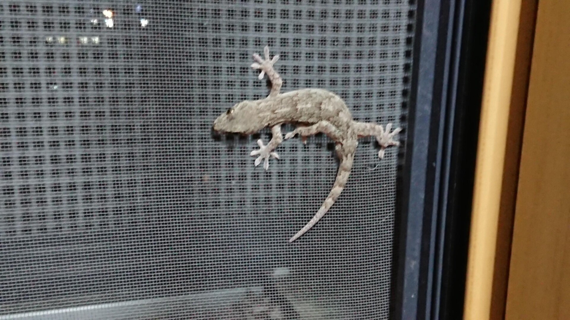 網戸の内側にヤモリがいました🦎🤗 沢... / mt.8ninさんのモーメント | YAMAP / ヤマップ