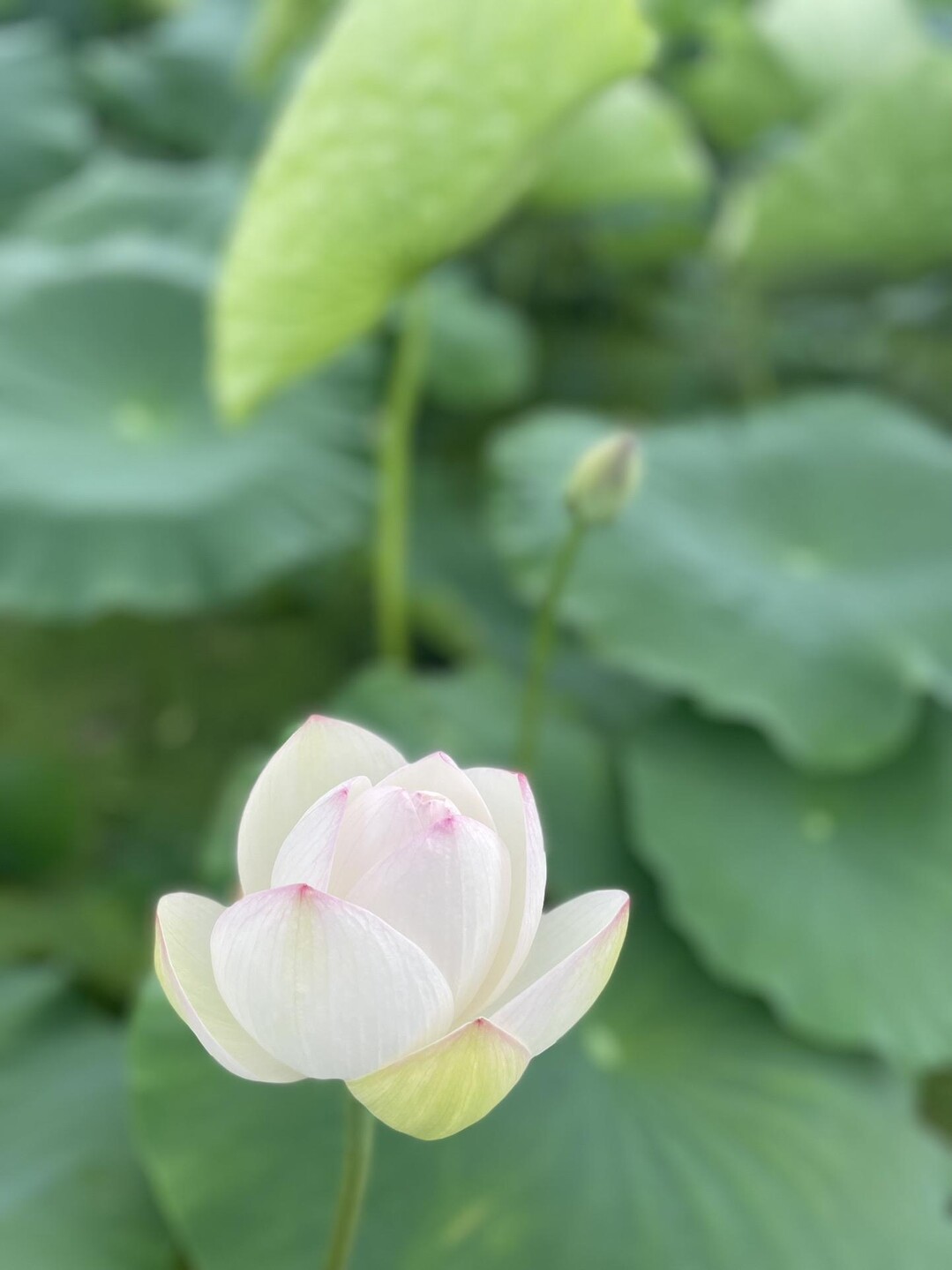 今から見頃🪷 / Kei707さんのモーメント | YAMAP / ヤマップ