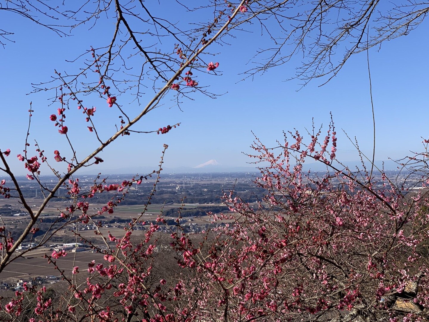 筑波山梅まつり🌸ケーブルカー往復利用🛤 / hamさんの筑波山の活動データ | YAMAP / ヤマップ