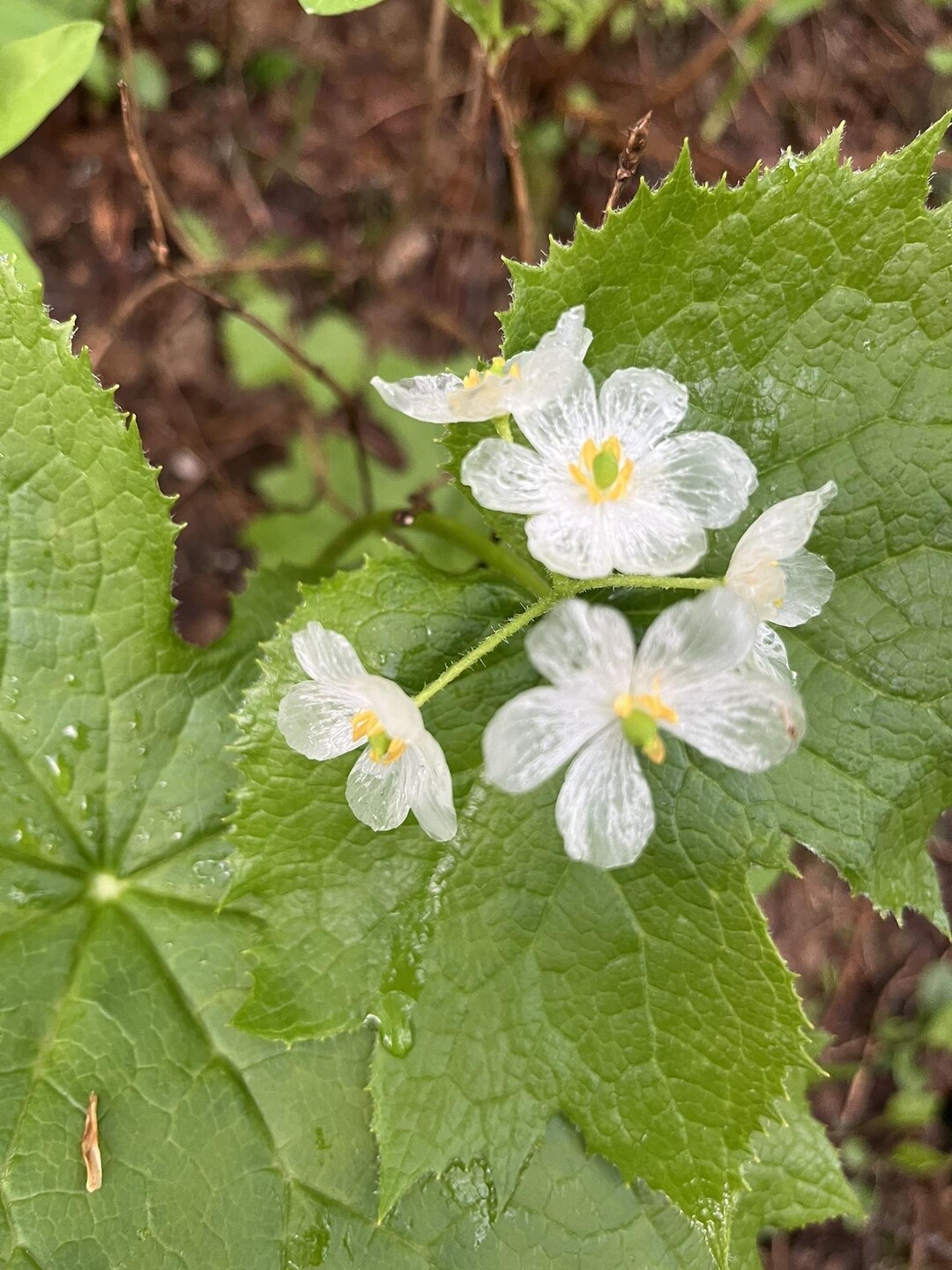 合戦沢の頭・燕岳 / a&jmさんの燕岳・餓鬼岳・唐沢岳の活動日記 | YAMAP / ヤマップ