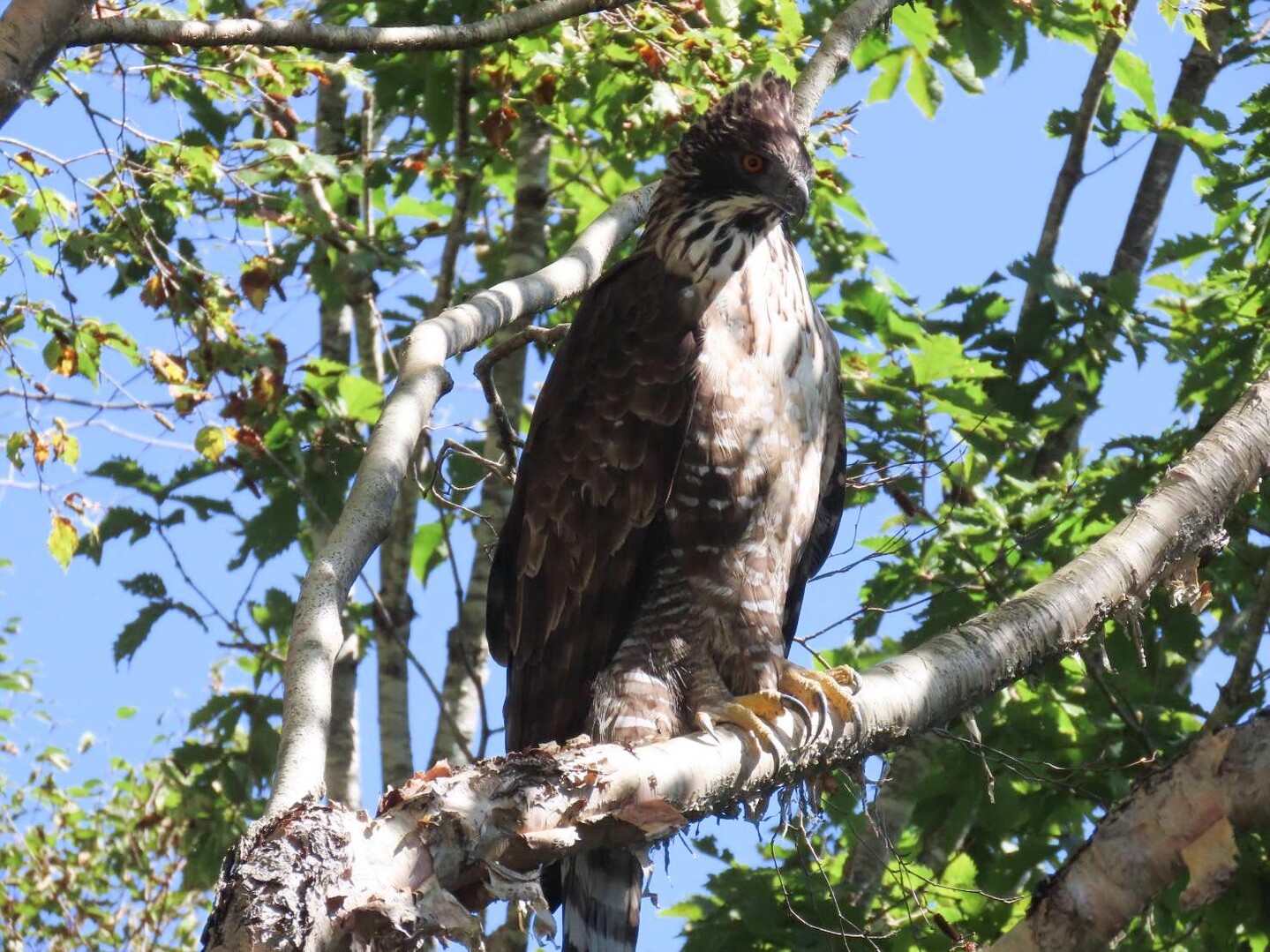 御嶽山の登山口へ向かう途中の林道で、道路... / kinoさんのモーメント | YAMAP / ヤマップ