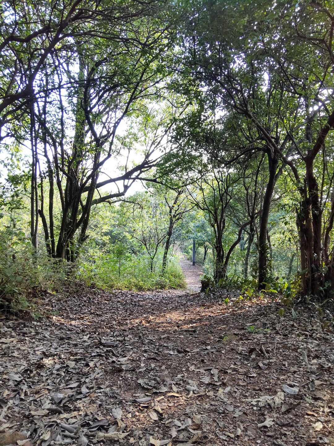 あっつ(￣ ￣;) / k3さんのハイキングの活動データ | YAMAP / ヤマップ