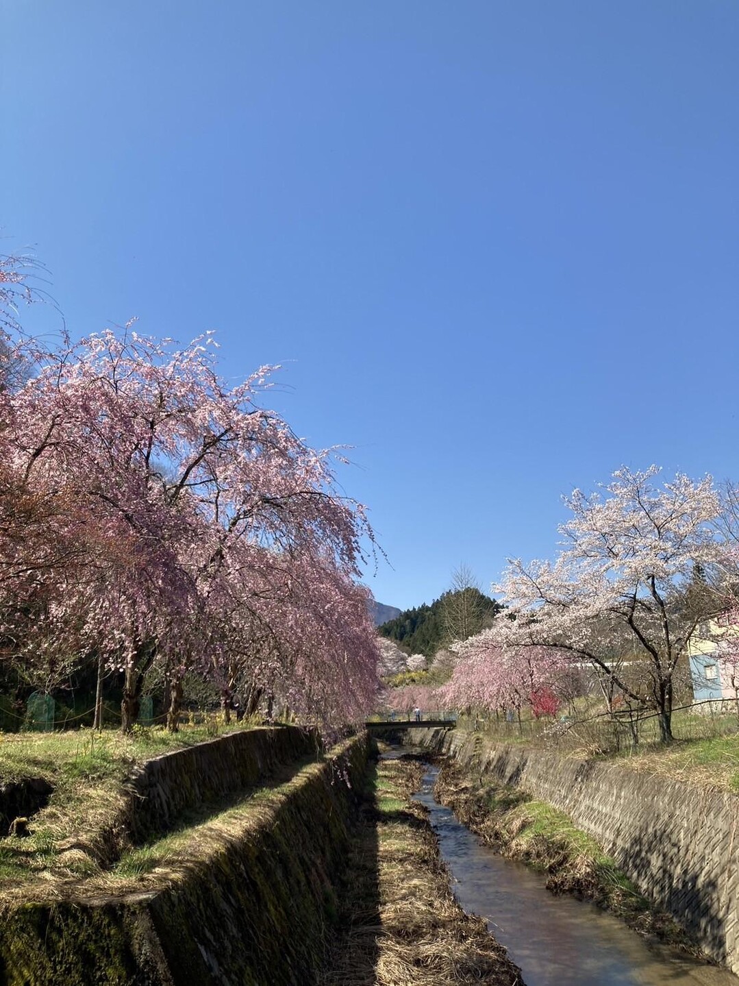 桜めぐり1 長留のしだれ桜🌸 長留川沿... / 🌸Springthunders⚡さんのモーメント | YAMAP / ヤマップ