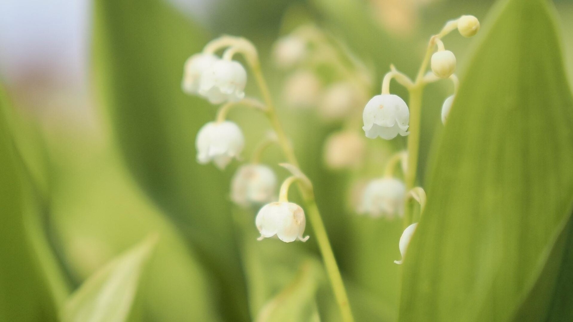 すずらんを愛でに入笠山へ / asimkさんの入笠山の活動データ | YAMAP / ヤマップ