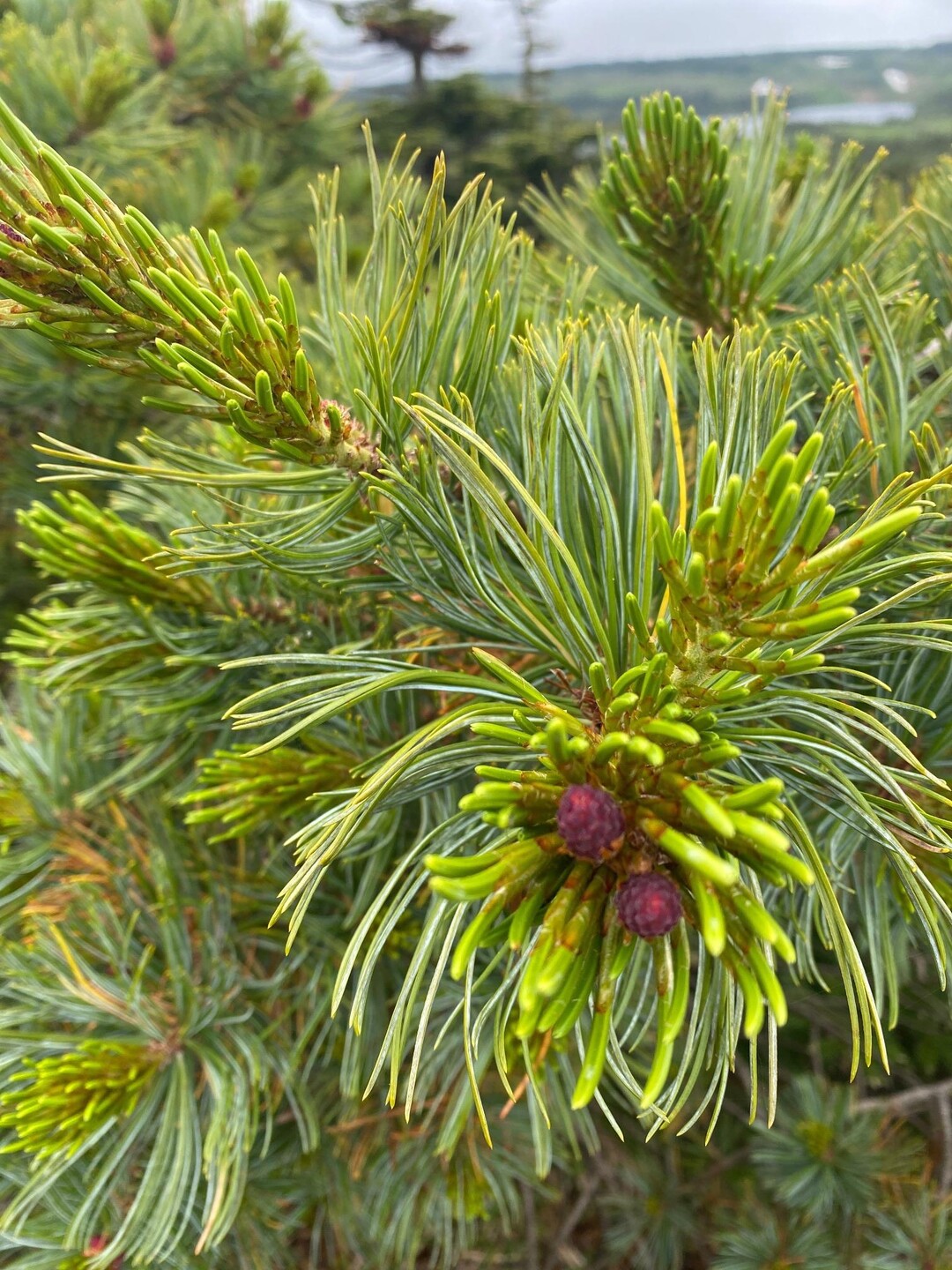 八幡平💐🌸火山の作った楽園 / chi-meroさんの八幡平・源太森・安比岳の活動日記 | YAMAP / ヤマップ