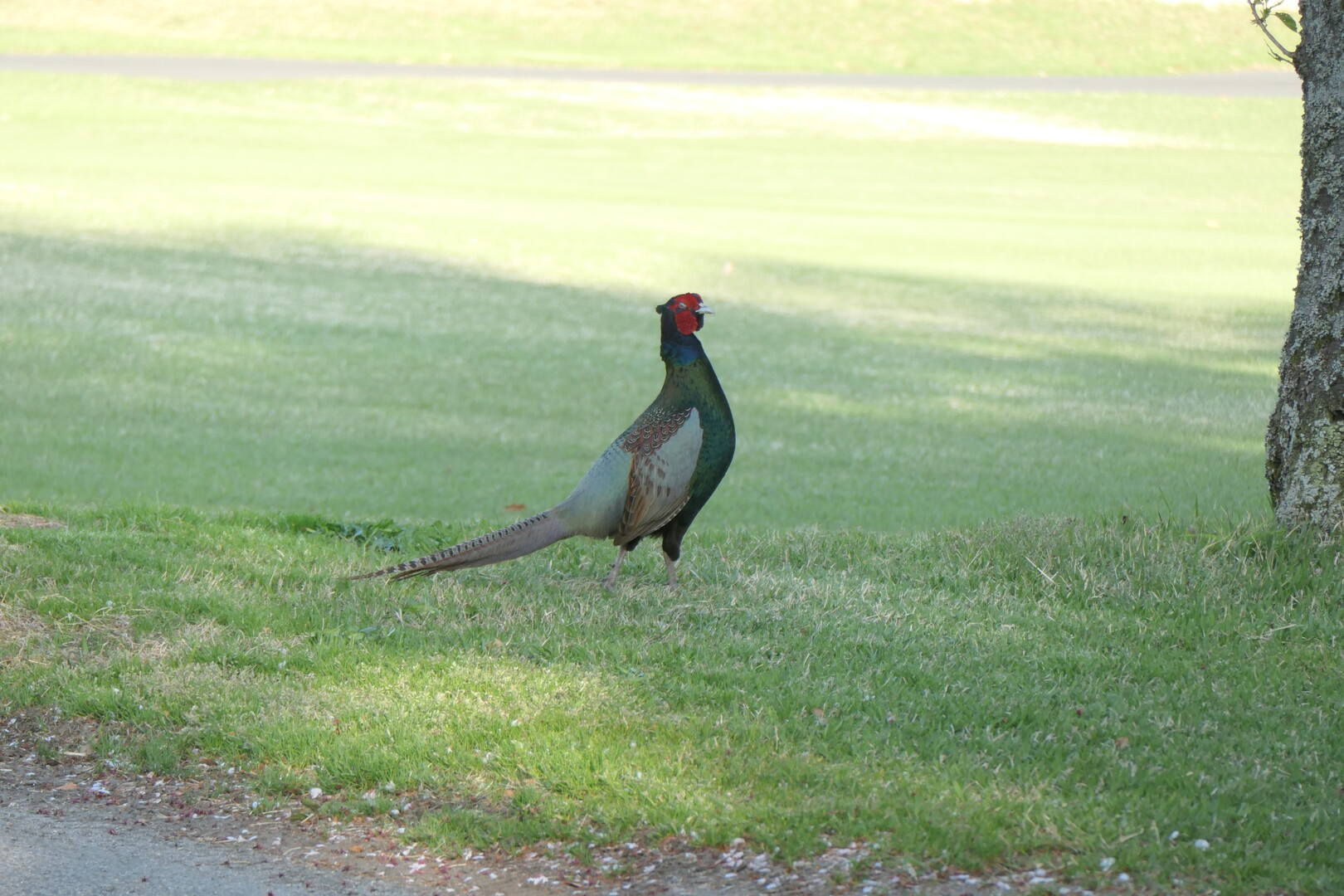 交野山・サンドイッチ山 / misoyanさんの交野山・国見山の活動データ | YAMAP / ヤマップ