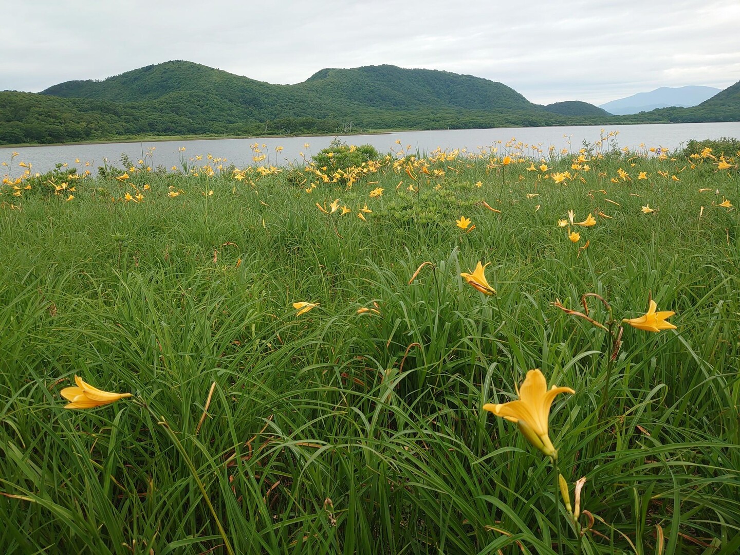 おぐにキスゲ / J1さんの磐梯山・雄国山・赤埴山の活動データ | YAMAP / ヤマップ