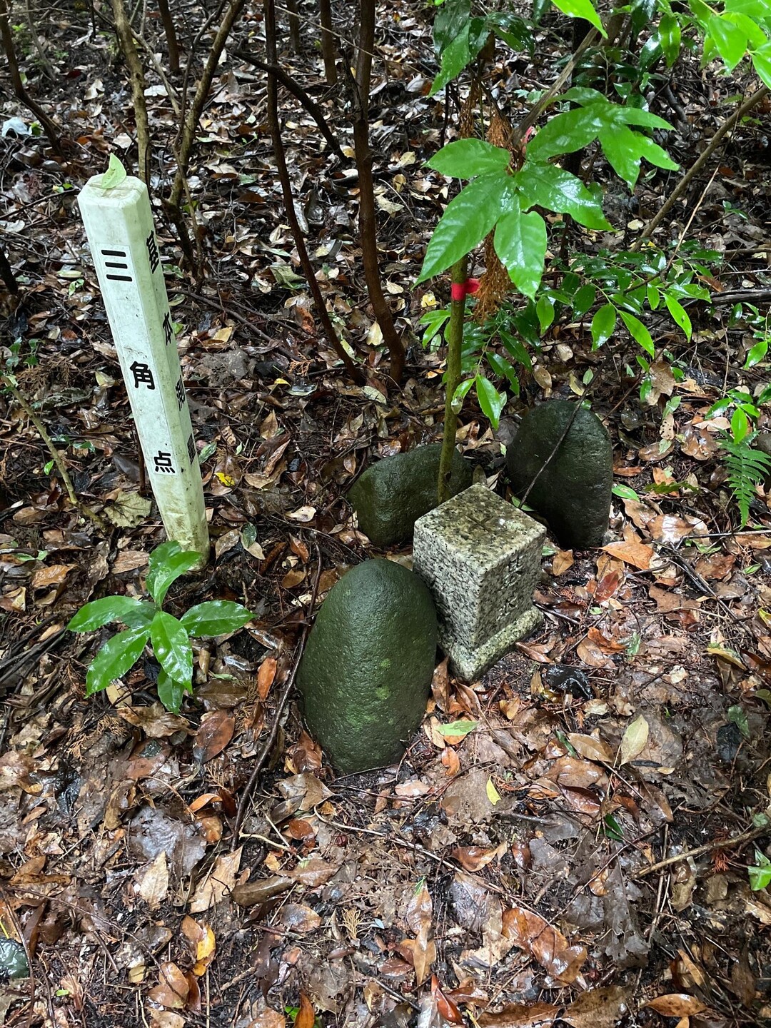 杓子ヶ峰・奥山 / 130Kさんの九千部山・石谷山の活動データ | YAMAP / ヤマップ