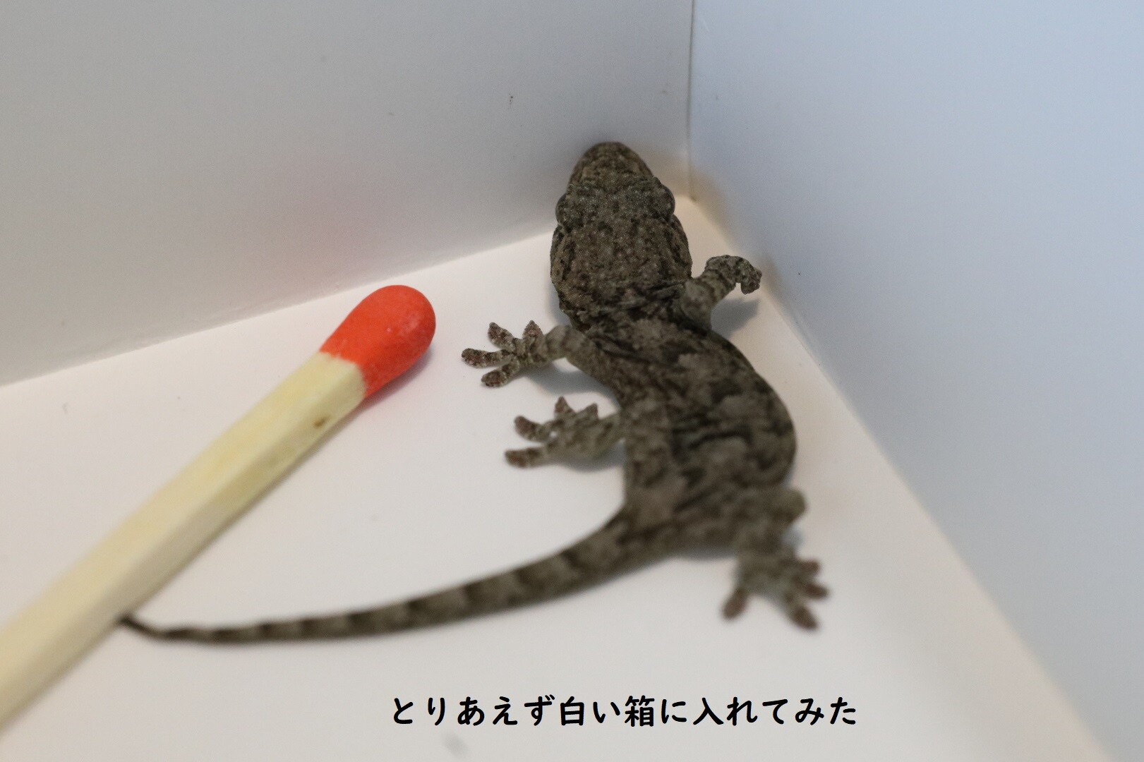 納屋をかたずけていた 棚の木片を持ちあげ... / miippさんのモーメント | YAMAP / ヤマップ