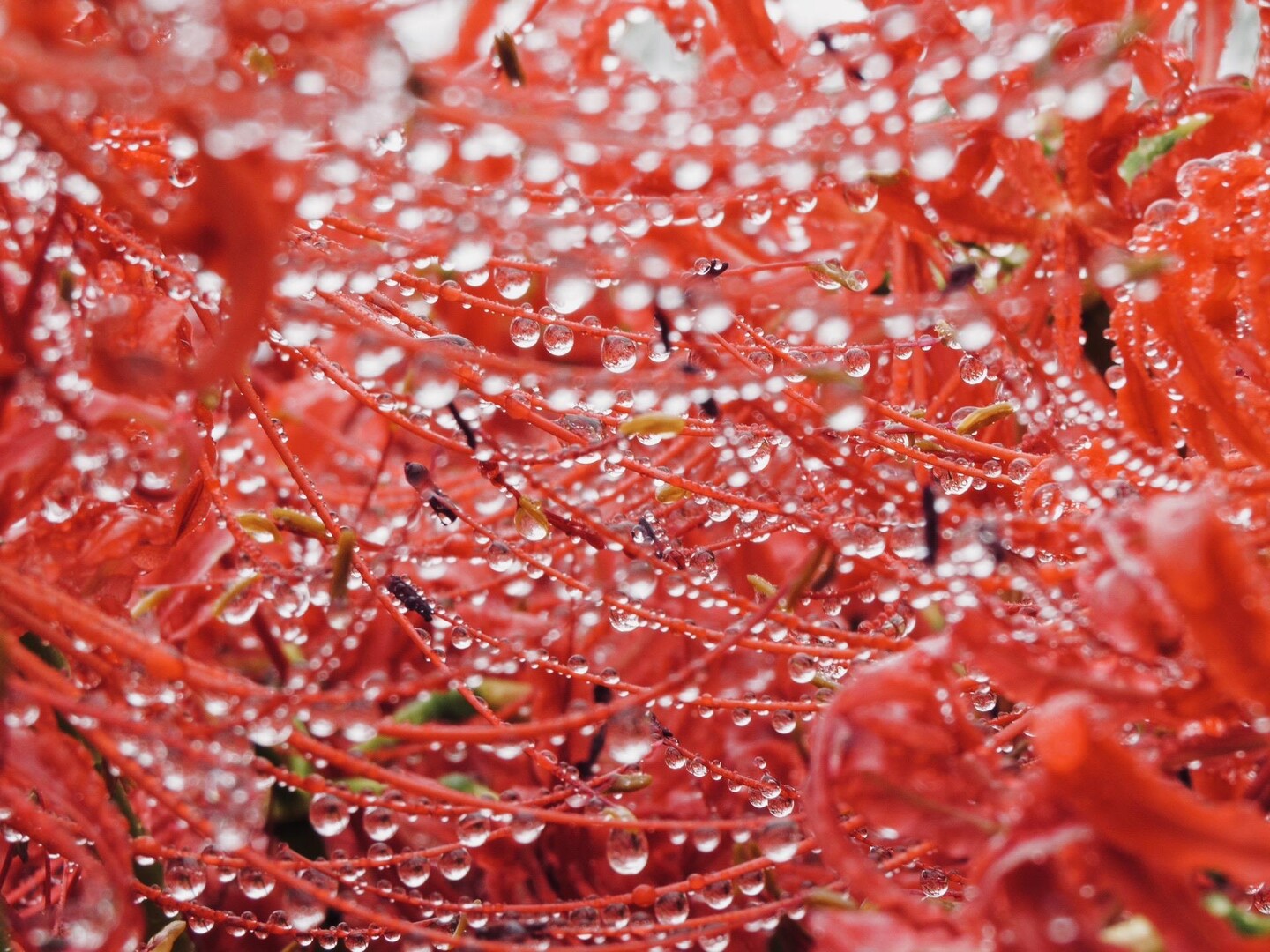 朝散歩 / YUHYAさんのウォーキングの活動データ | YAMAP / ヤマップ