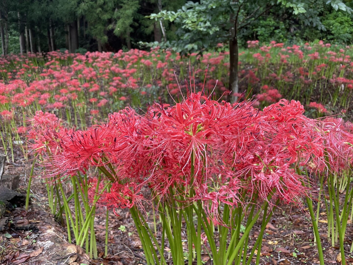 荒神山⛰八木原の里の彼岸花を見に〜 / eriさんの荒神山の活動データ | YAMAP / ヤマップ