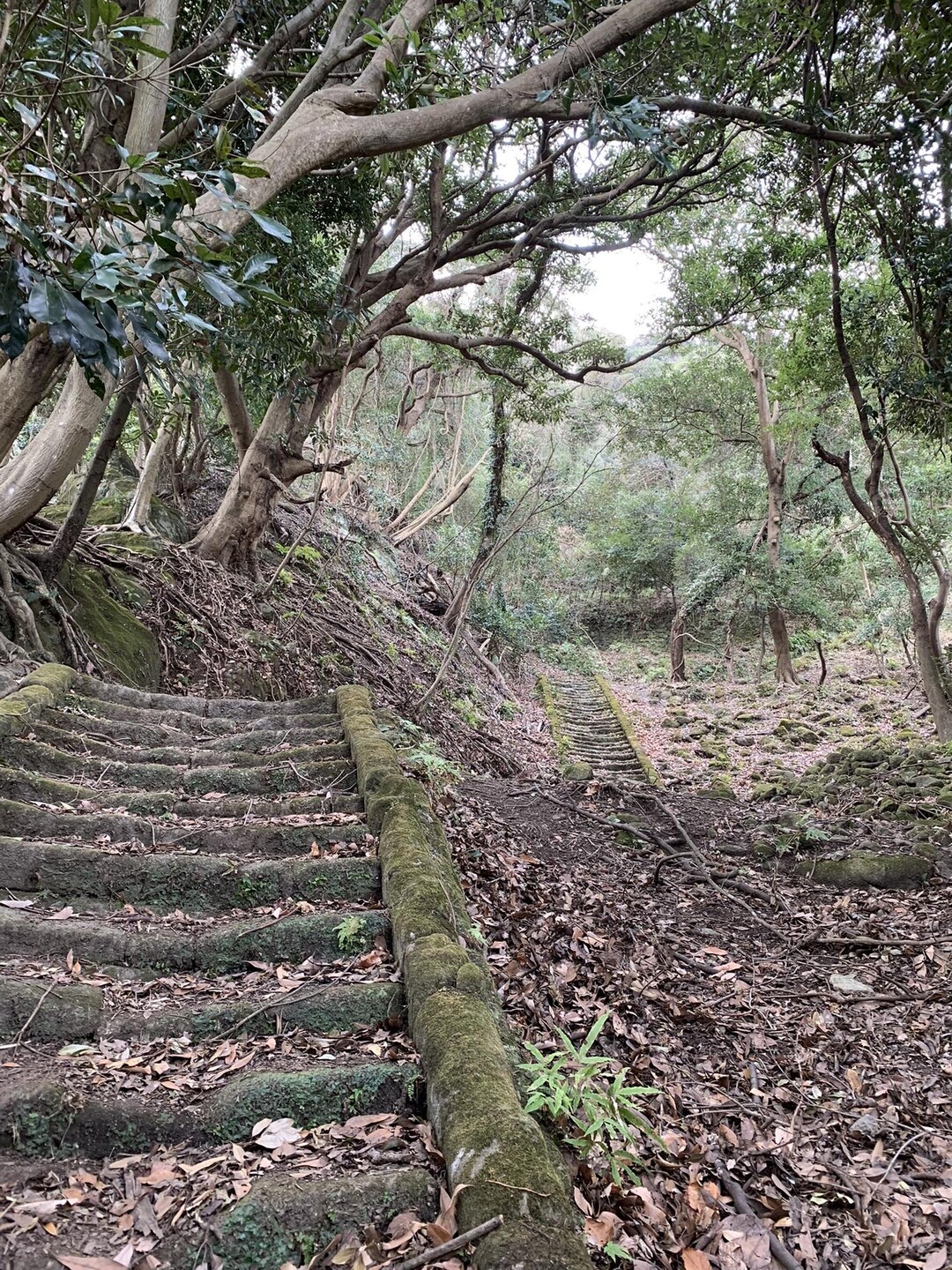 アドベンチャーフル鋸山 fire探索 / 弱腰のトラさんの鋸山の活動データ | YAMAP / ヤマップ