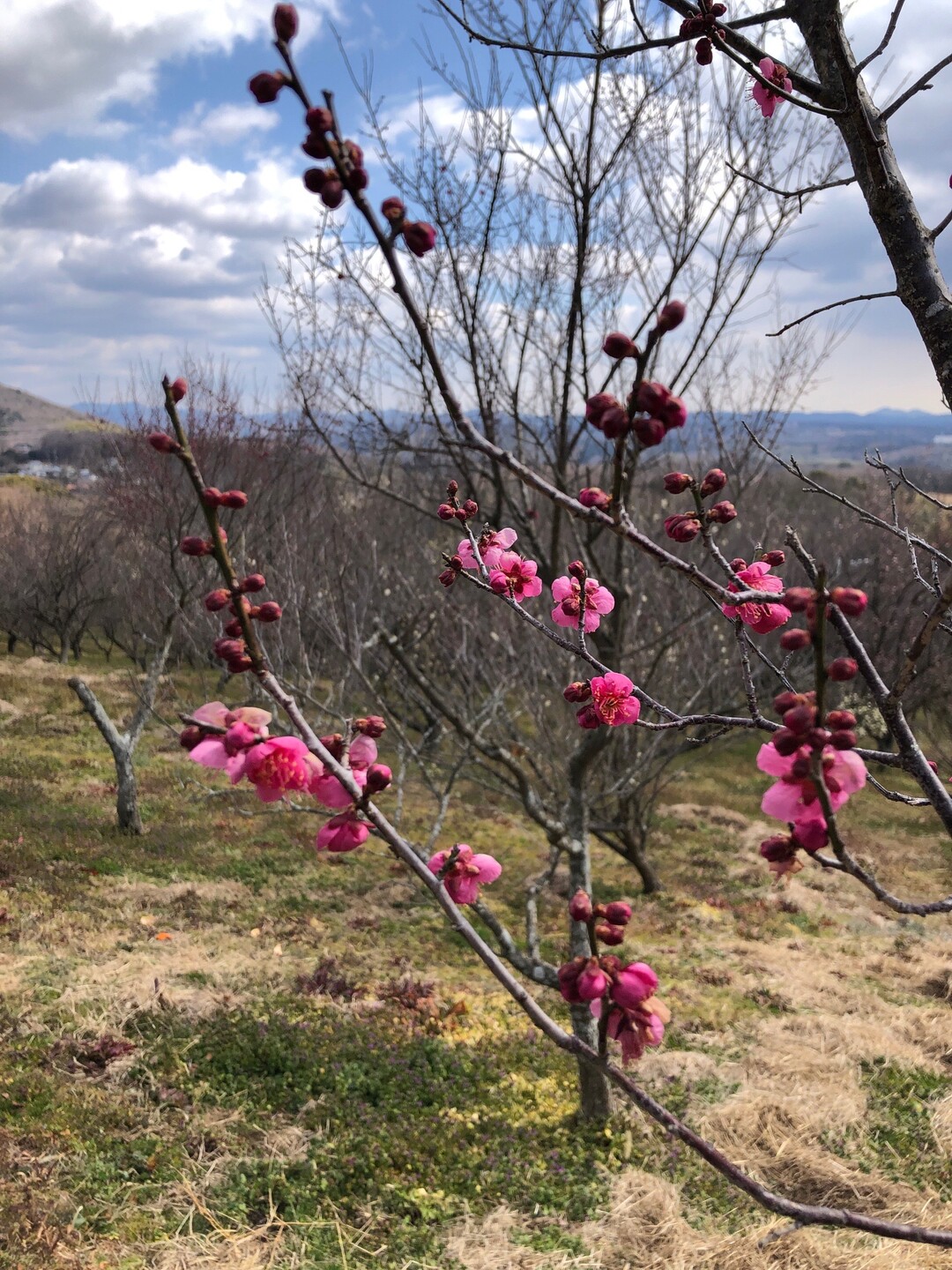 御茶山・雌岡山・雄岡山 / idasさんの雄岡山・雌岡山の活動データ | YAMAP / ヤマップ