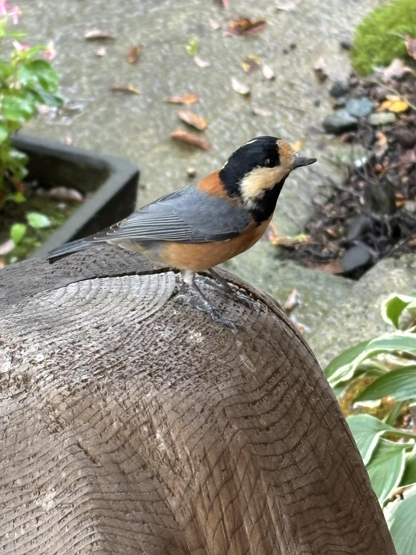 西湖野鳥の森〜西湖蝙蝠穴（山梨ハイキング百選） / meshikoさんの節刀ヶ岳・破風山・足和田山の活動データ | YAMAP / ヤマップ