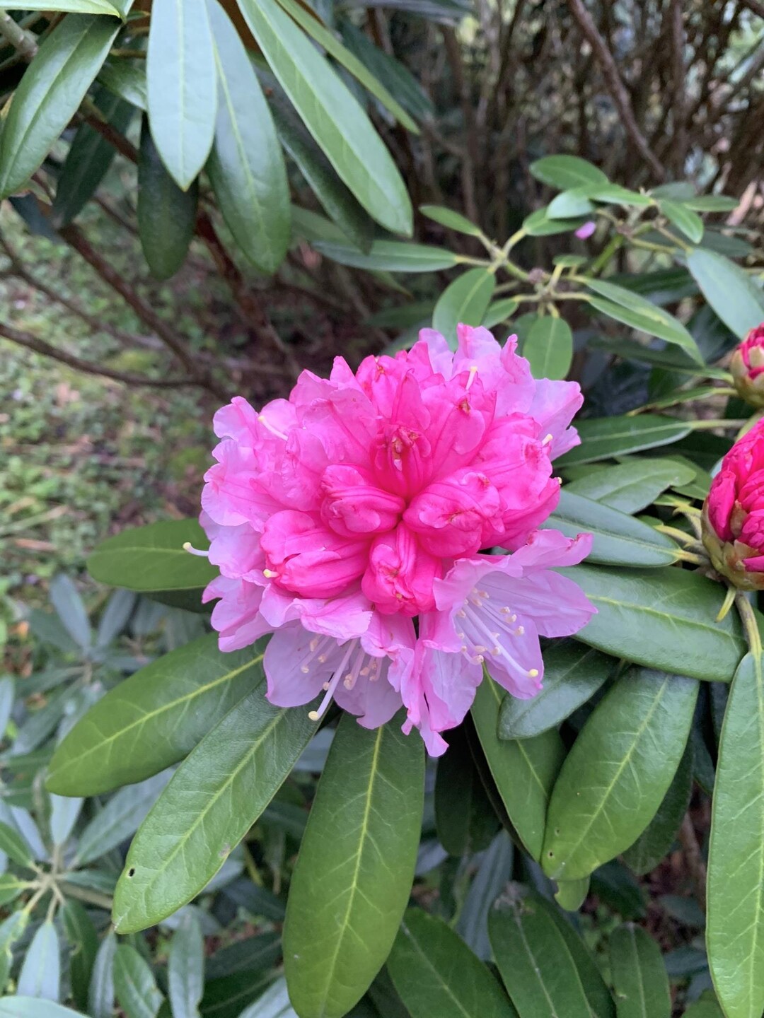 はなっぷ 桜山 / koma_xさんの桜山の活動データ | YAMAP / ヤマップ