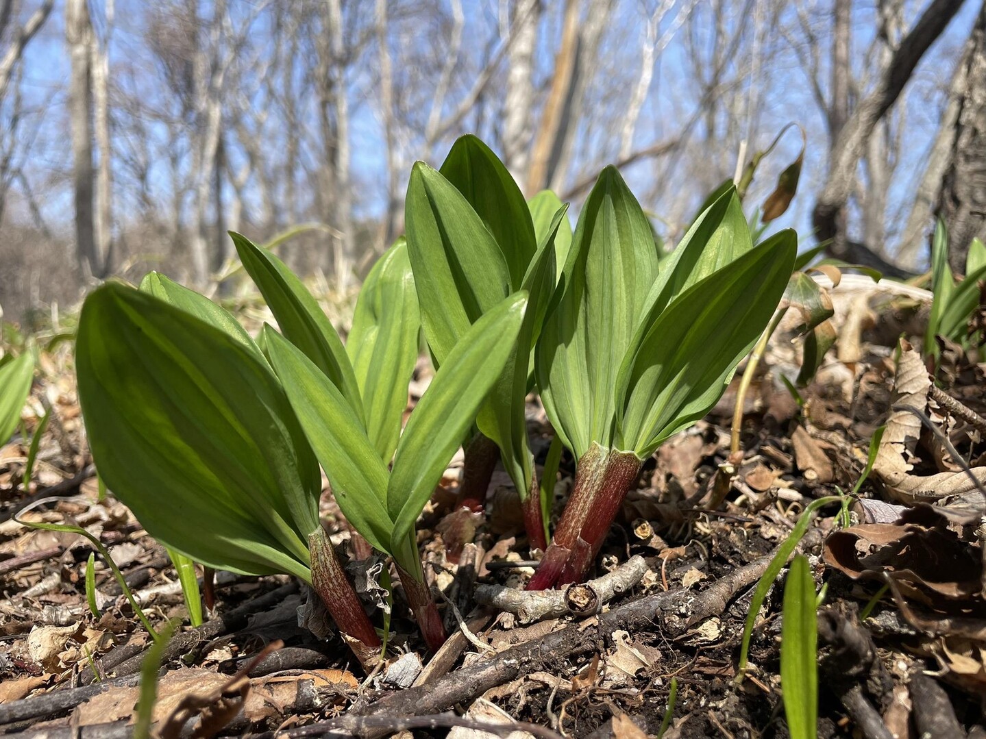 忙しい…。でも晴れ☀️ こんな時は裏山で... / TETSUさんのモーメント | YAMAP / ヤマップ