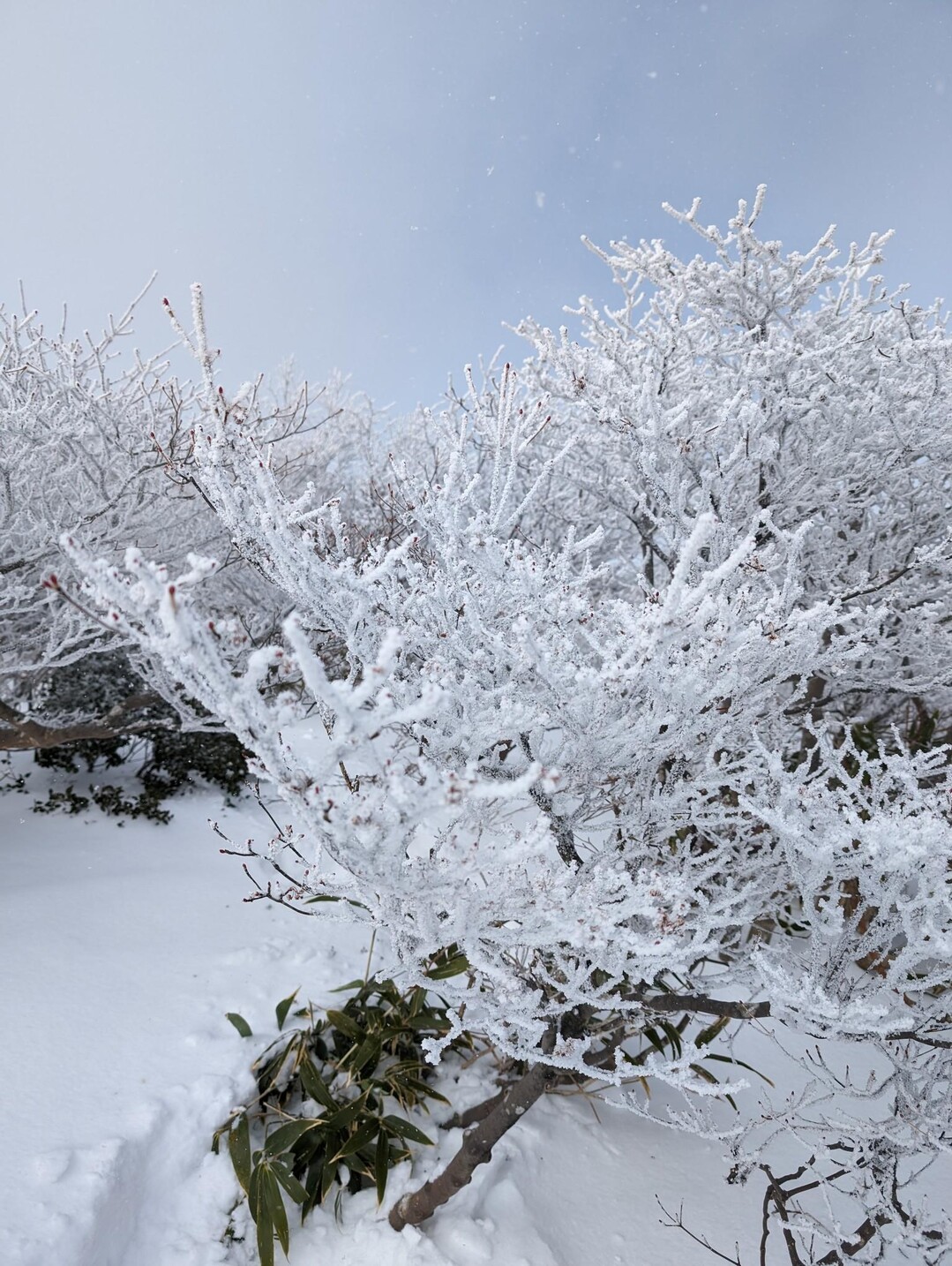 赤面山 / TWOさんの茶臼岳（那須岳）・三本槍岳・赤面山の活動データ | YAMAP / ヤマップ